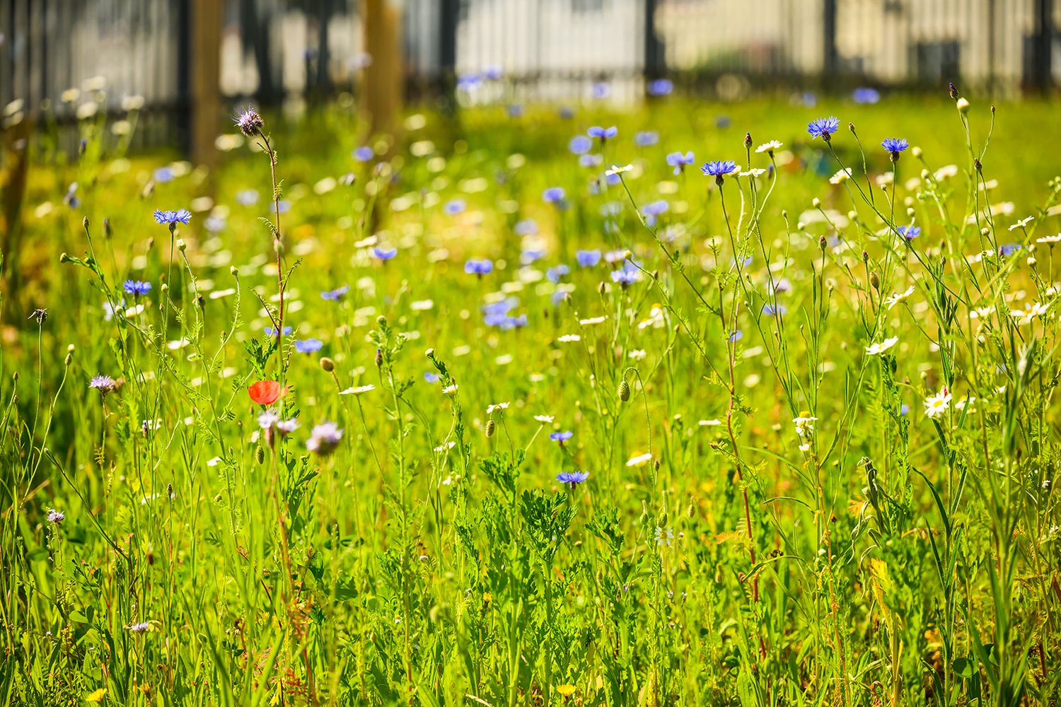 Biodiversity Net Gain Assessment | Enviro-Reporter UK Experts